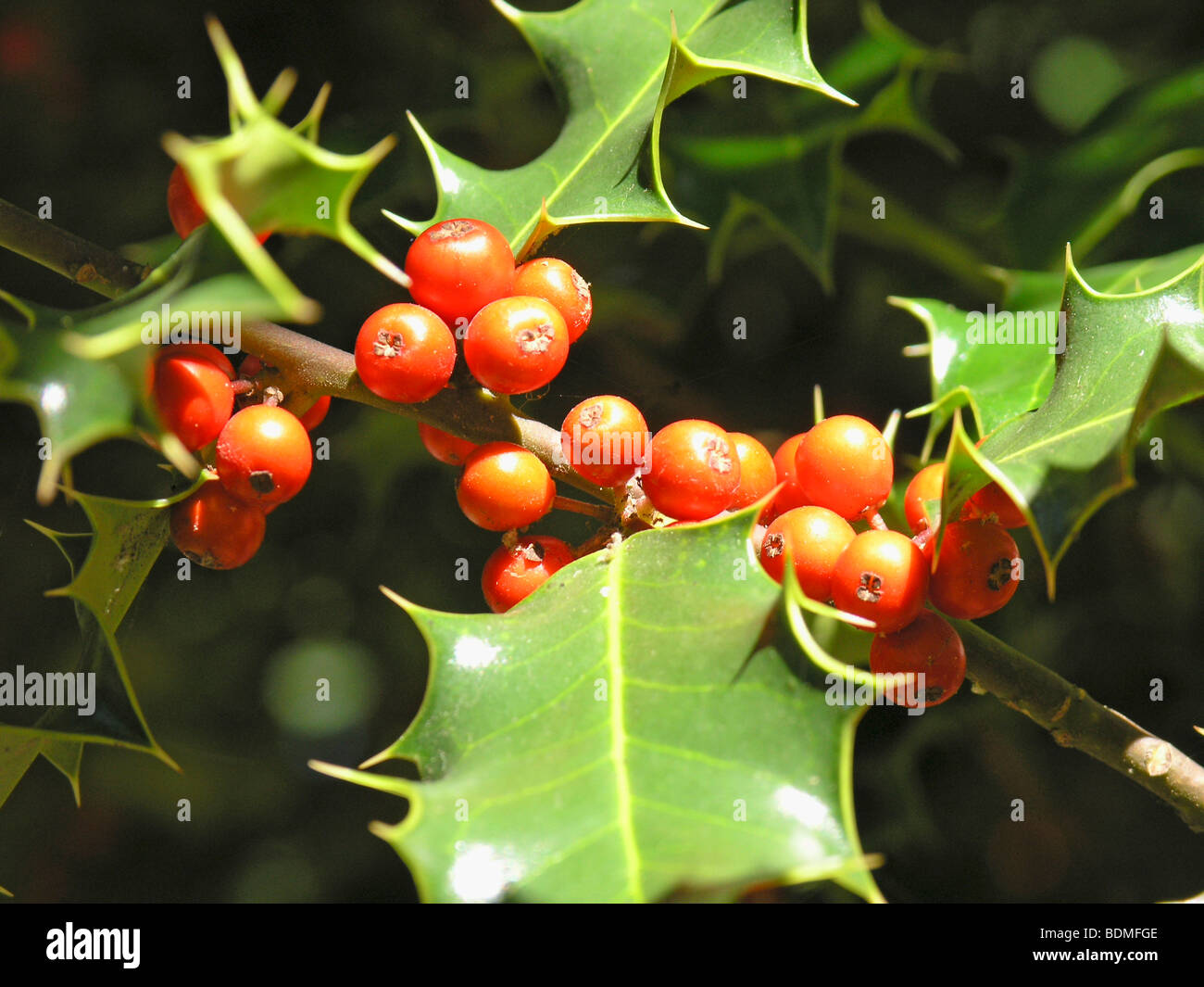 Holly sprig ilex aquifolium Stock Photo - Alamy