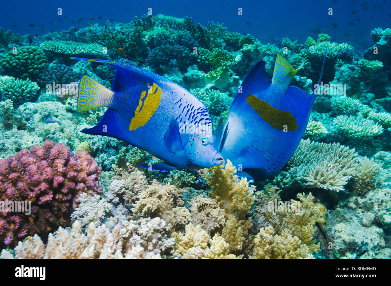 Two angelfish on reef hi-res stock photography and images - Alamy