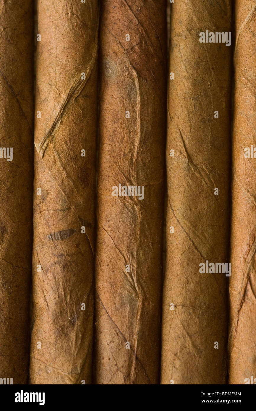 the detail of cuban cigar Stock Photo - Alamy