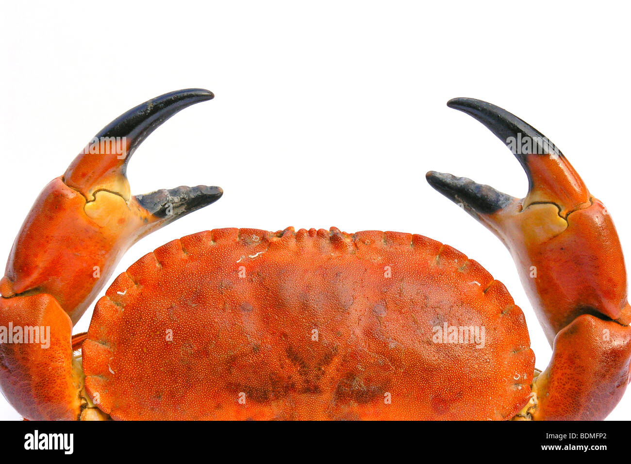 Edible crab Cancer pagurus Stock Photo - Alamy