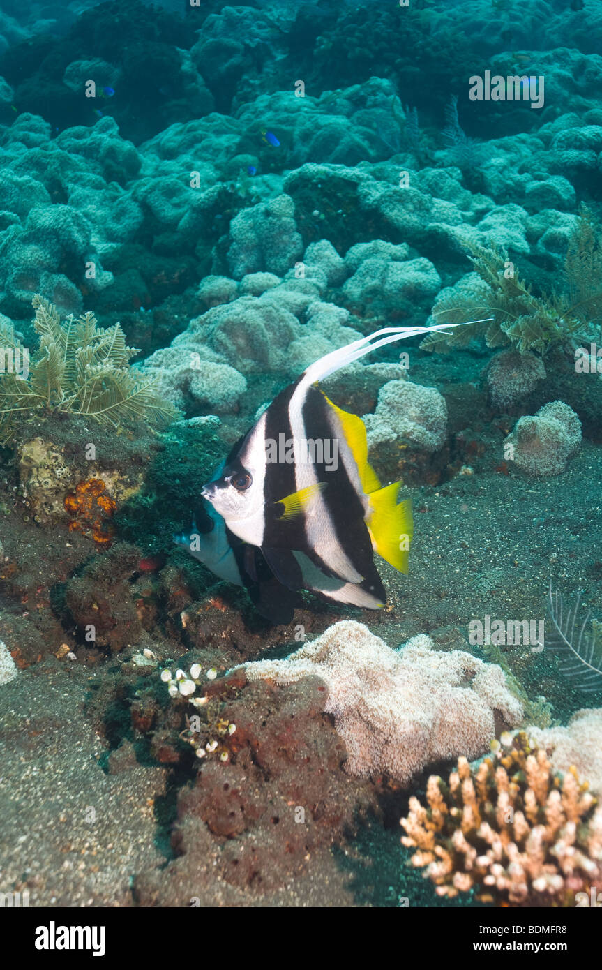 Longfin bannerfish (Heniochus acuminatus). Indonesia Stock Photo - Alamy