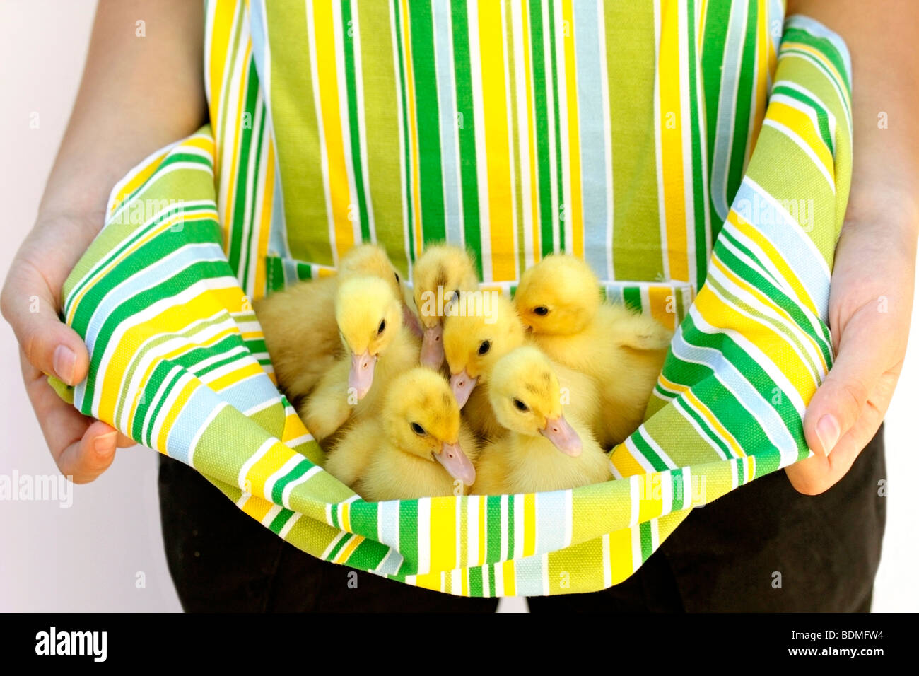 Fluffy ducklings close up hi-res stock photography and images - Alamy