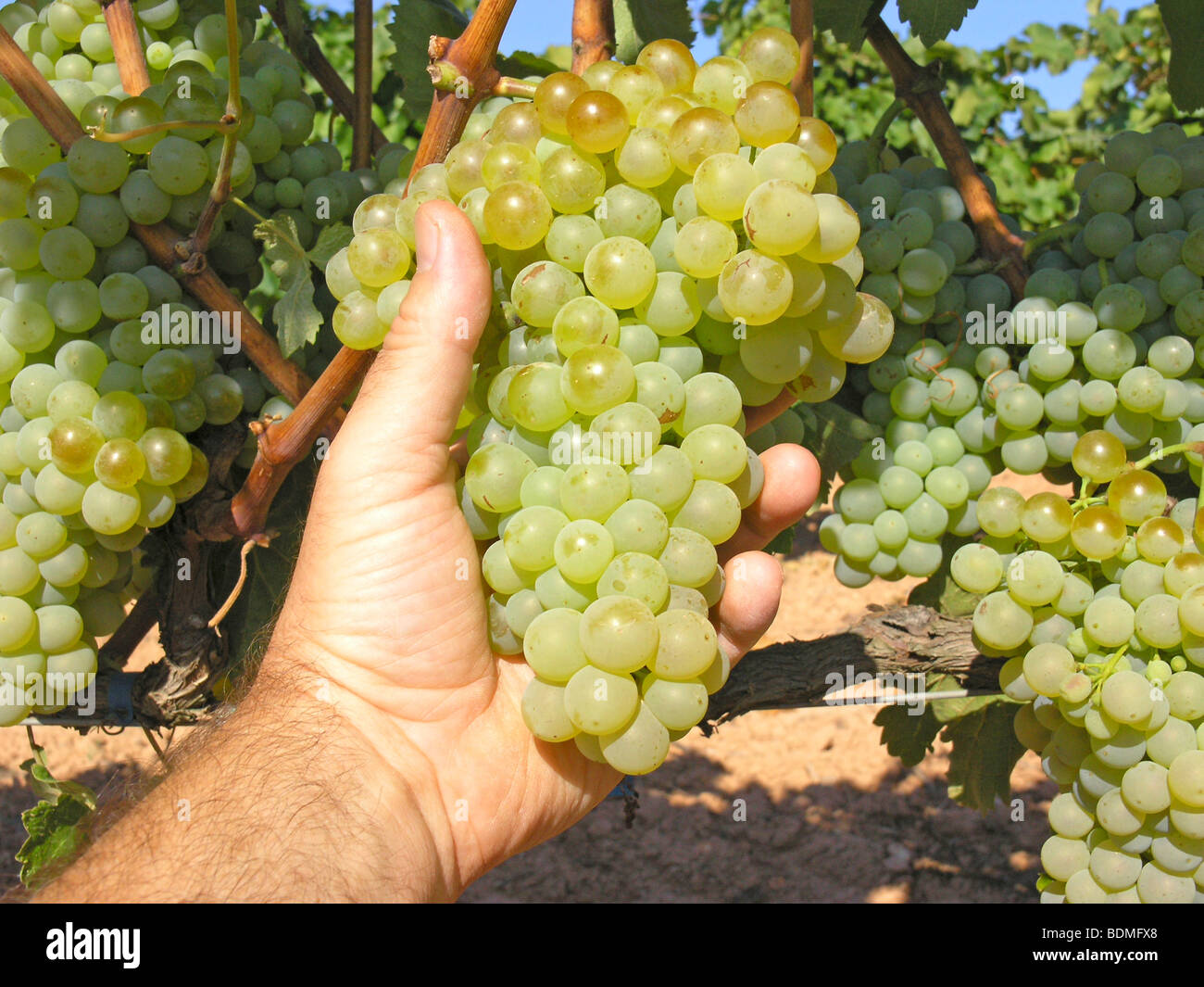 Grapes in natural background Stock Photo - Alamy