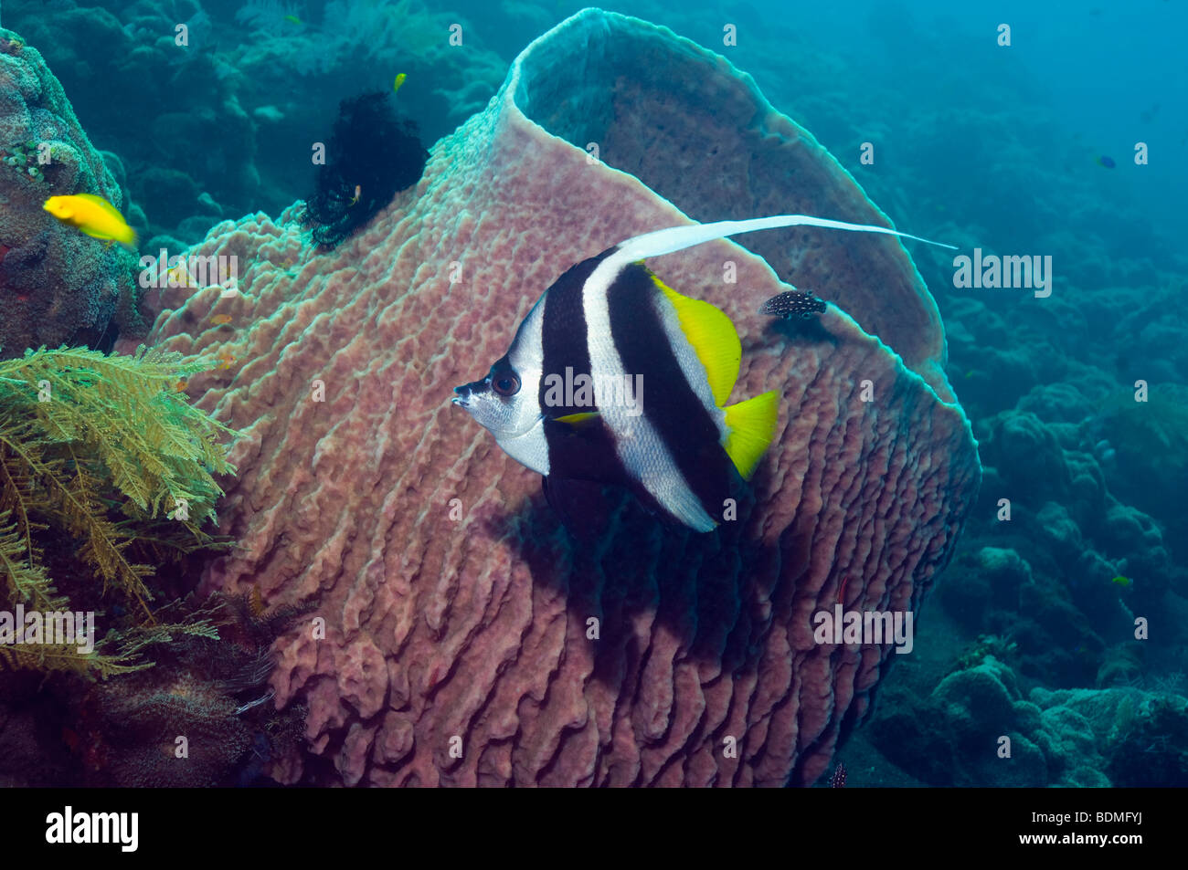 Longfin bannerfish (Heniochus acuminatus) with barrelsponge. Indonesia ...