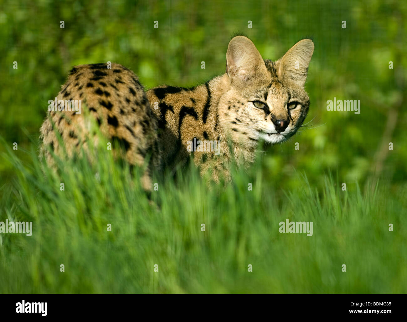 Profelis hi-res stock photography and images - Alamy