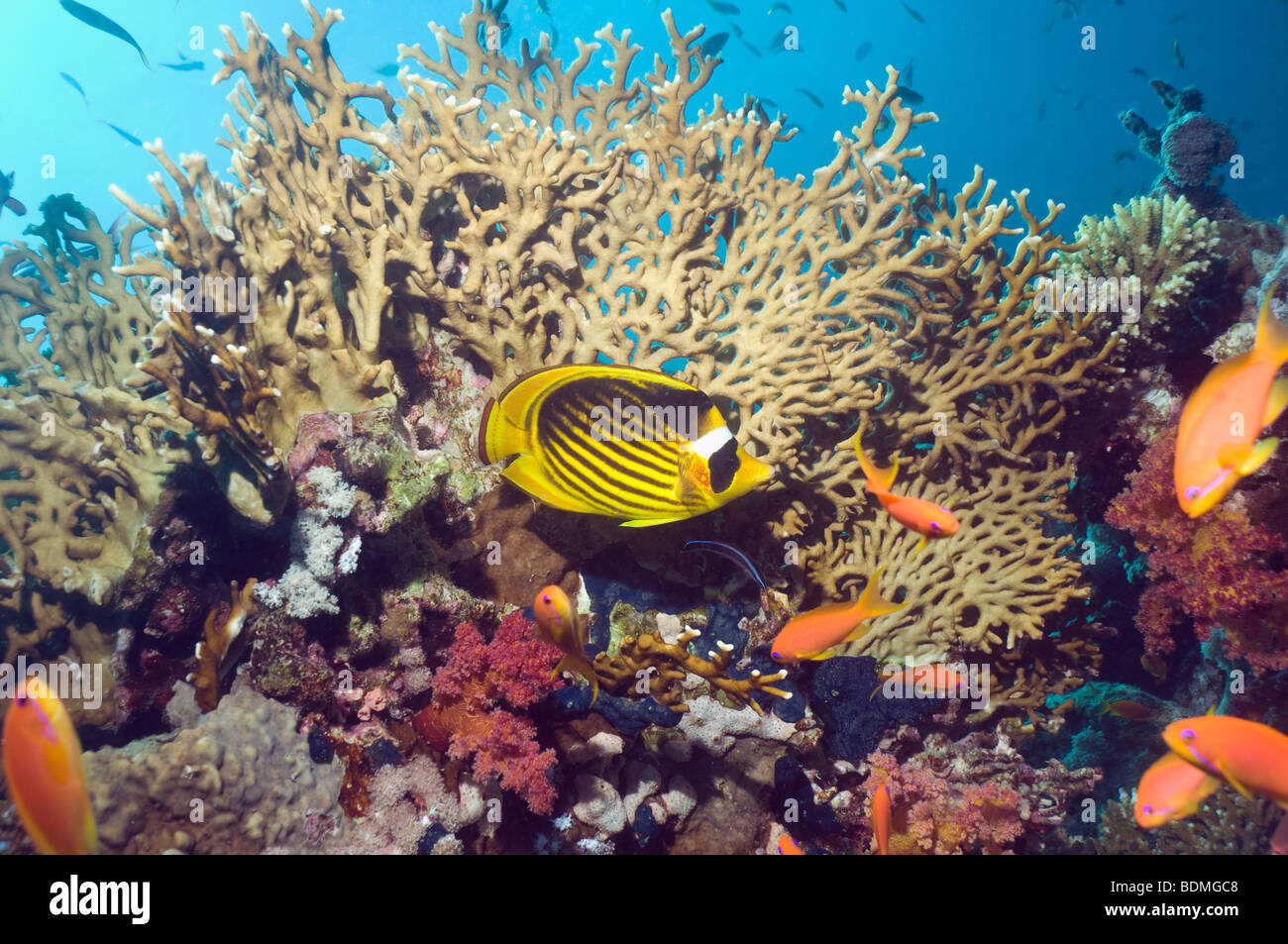 Red Sea raccoon butterflyfish (Chaetodon fasciatus) on coral reef with ...