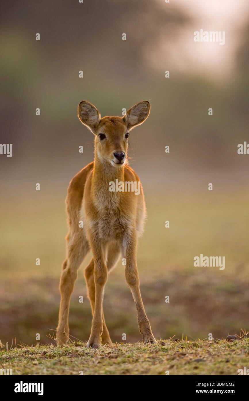 Animal Puku Wildlife High Resolution Stock Photography and Images - Alamy