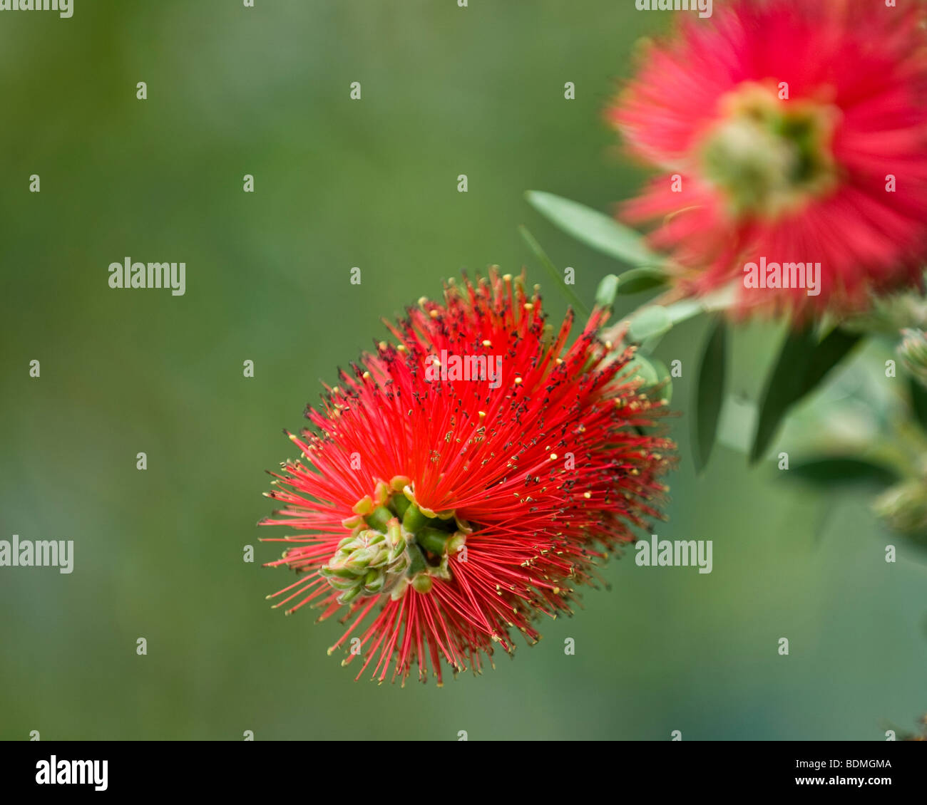 Callistemon rugulosus hi-res stock photography and images - Alamy