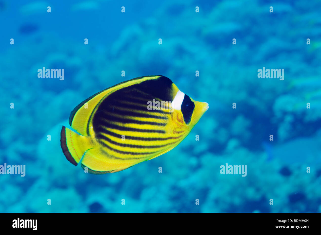 Red Sea raccoon butterflyfish (Chaetodon fasciatus). Egypt, Red Sea ...