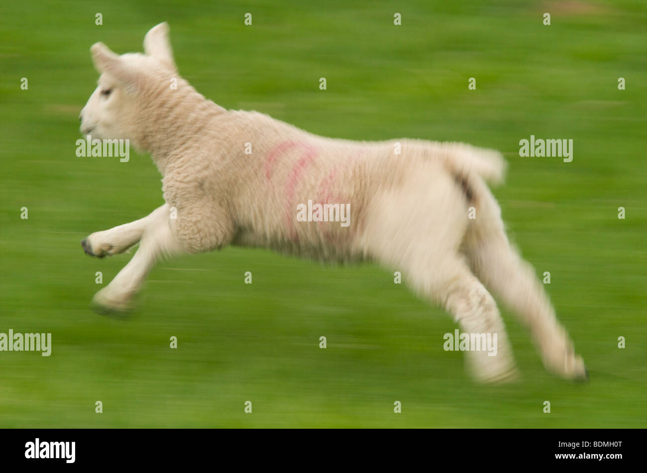 Lamb english countryside spring hi-res stock photography and images - Alamy