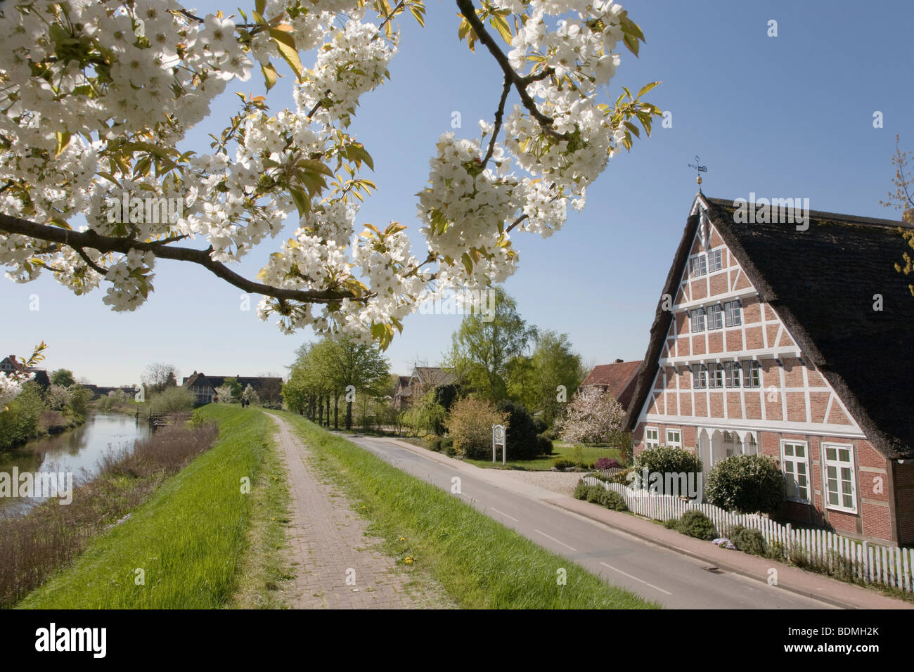 Characteristic Altlaender farmhouse, cherry blossom, Altes Land region ...