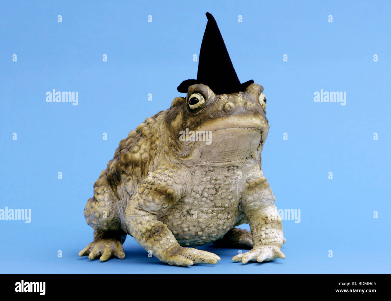 A toad wearing a witches hat Stock Photo - Alamy