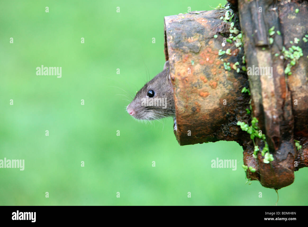 Brown rat, Rattus norvegicus, captive, in pipe, August 2009 Stock Photo ...