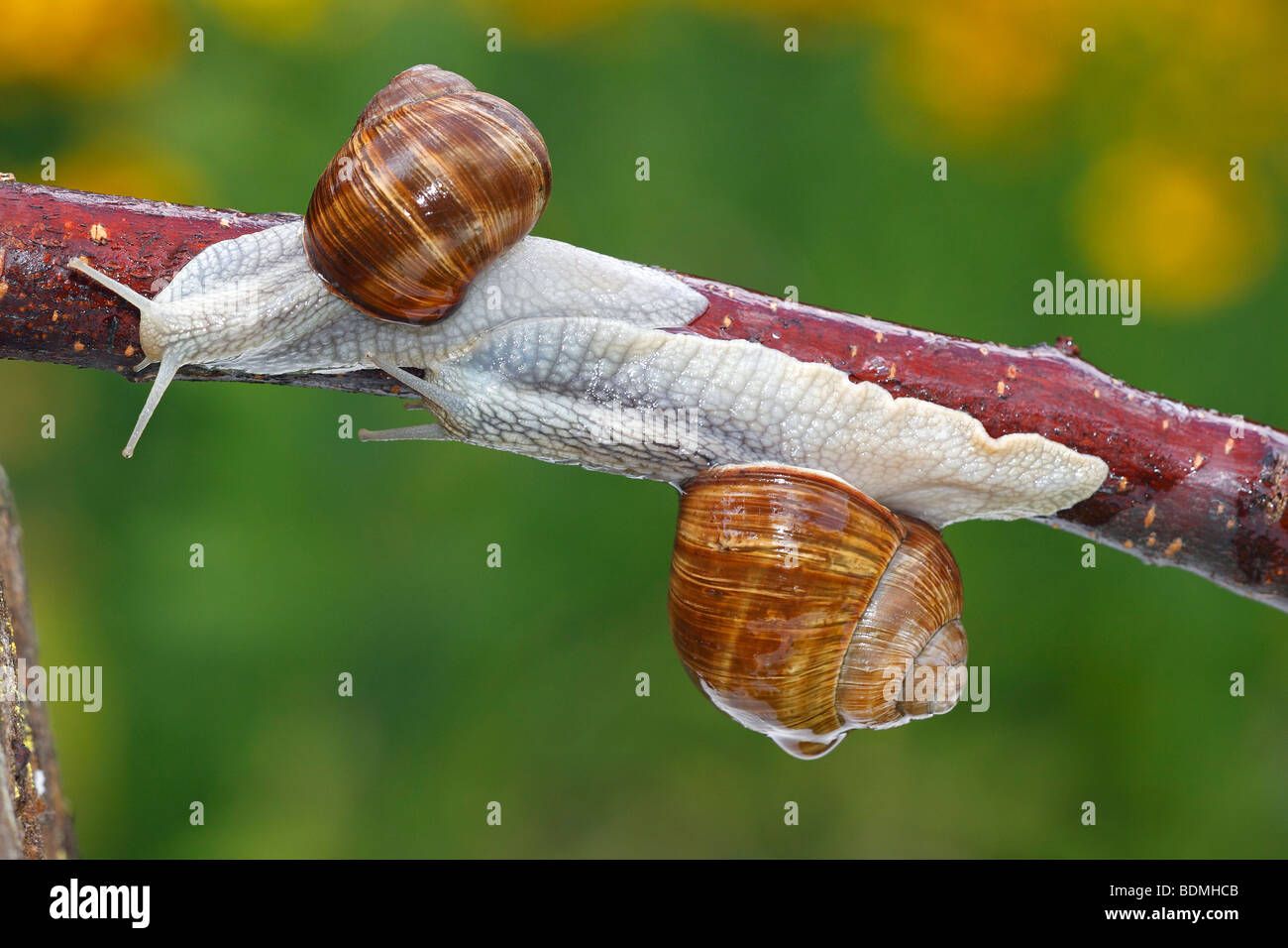 Two Roman snails, Edible snails, Burgundy snails (Helix pomatia) on a ...