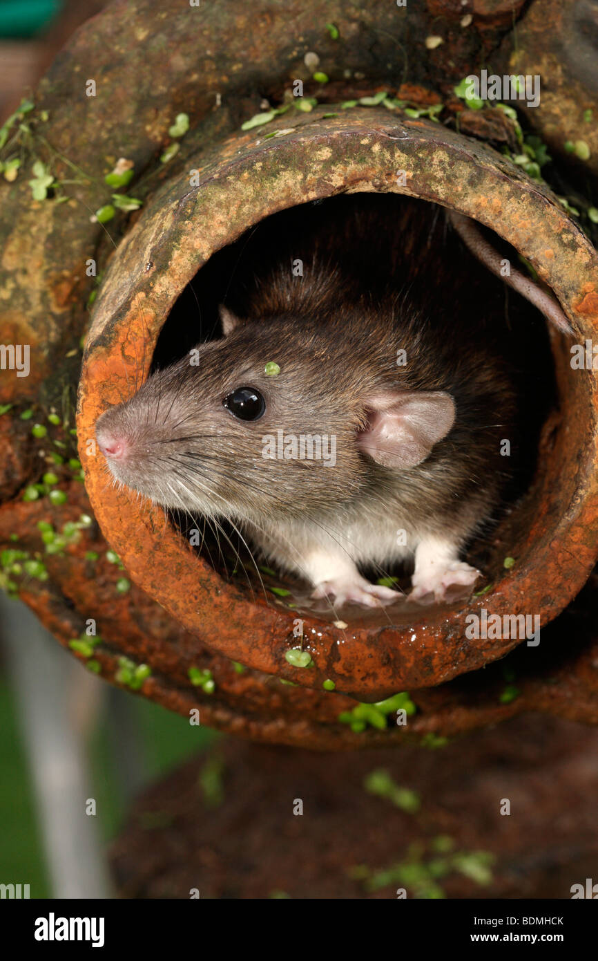 Rat pipe hi-res stock photography and images - Alamy