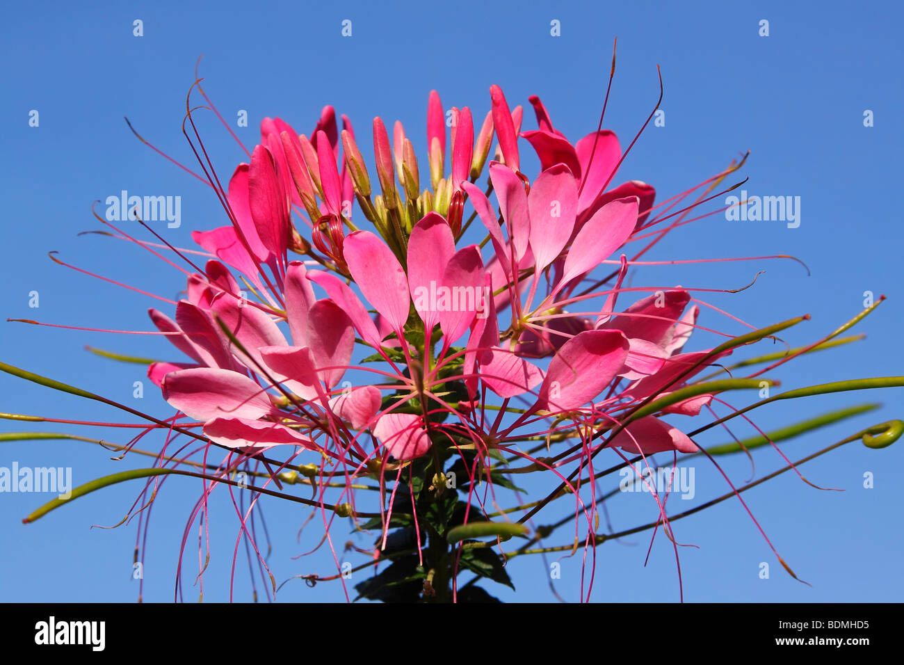 Flowering spider flower (Cleome spinosa Stock Photo - Alamy