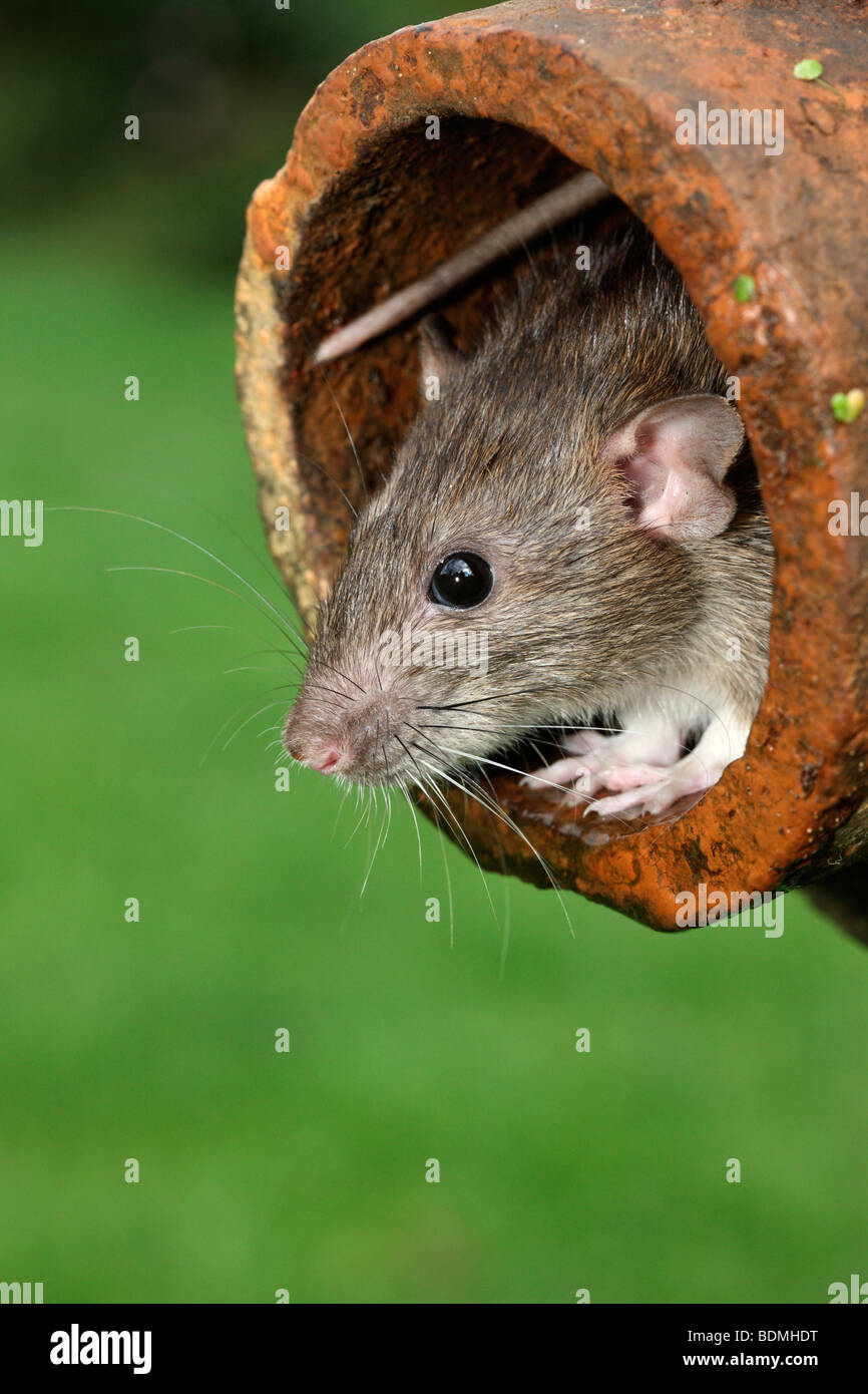 Rat pipe hi-res stock photography and images - Alamy