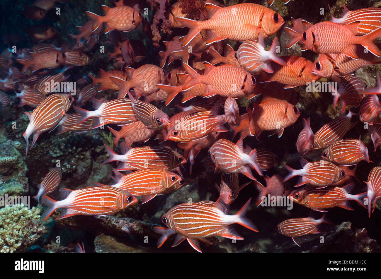 Crown squirrelfish (Sargocentron diadema) and Red soldierfish ...