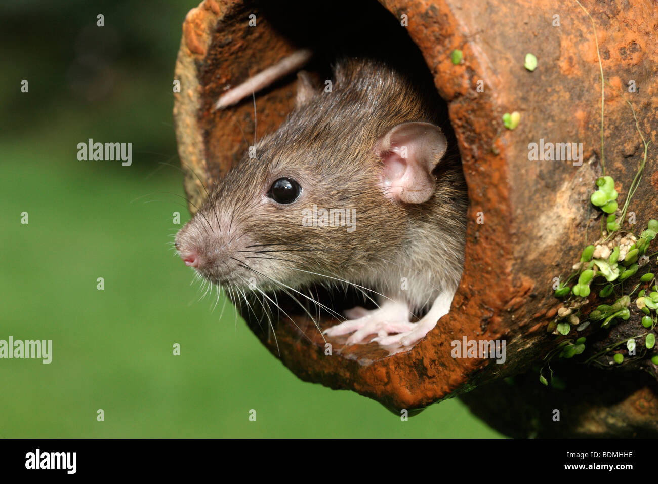 Brown rat, Rattus norvegicus, captive, in pipe, August 2009 Stock Photo ...