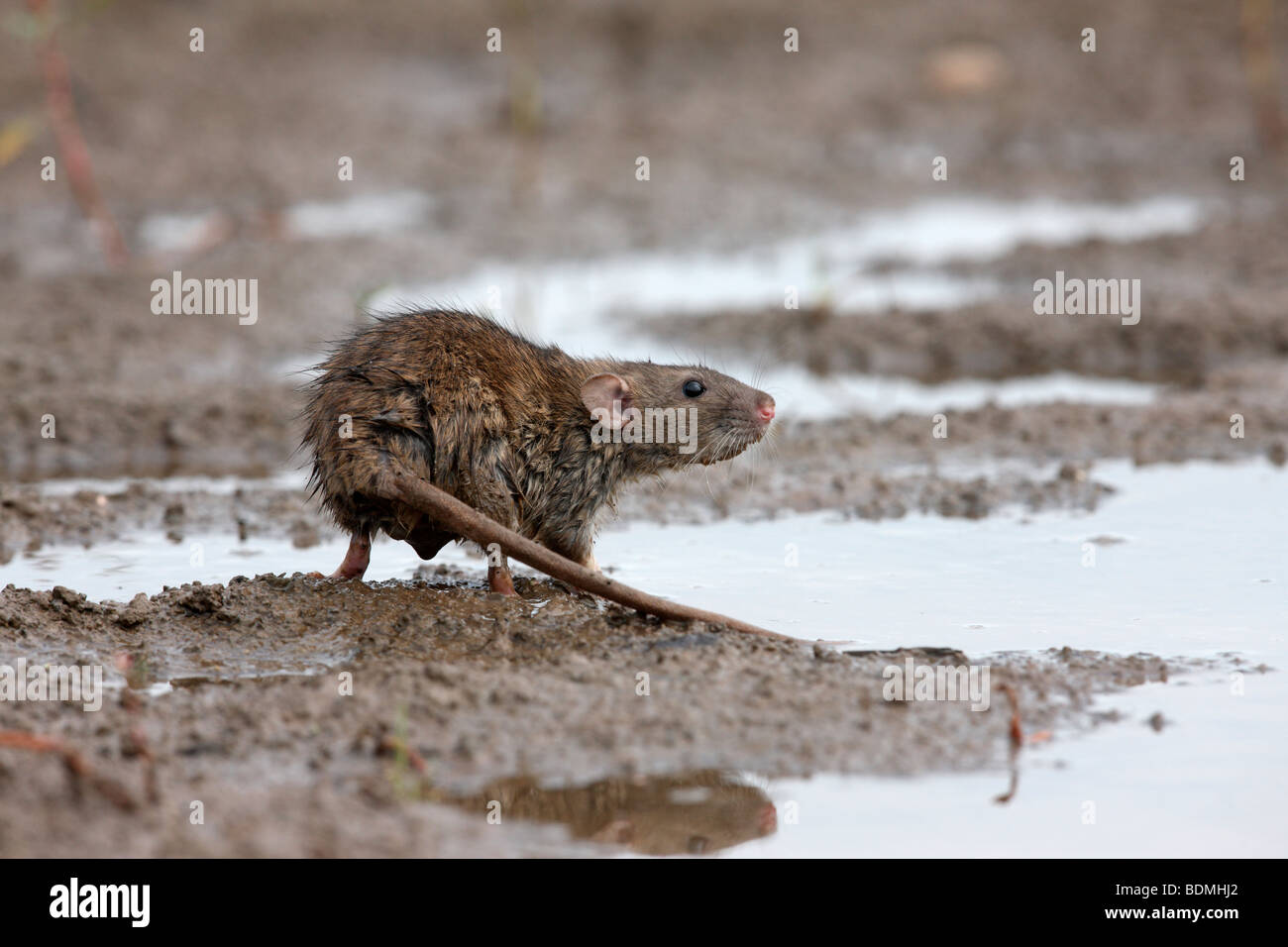 Brown rat, Rattus norvegicus, captive, August 2009 Stock Photo - Alamy