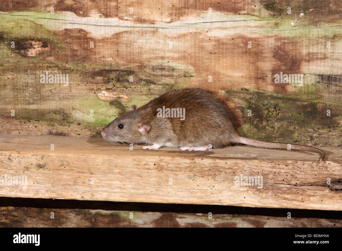 Brown rat, Rattus norvegicus, captive, August 2009 Stock Photo - Alamy