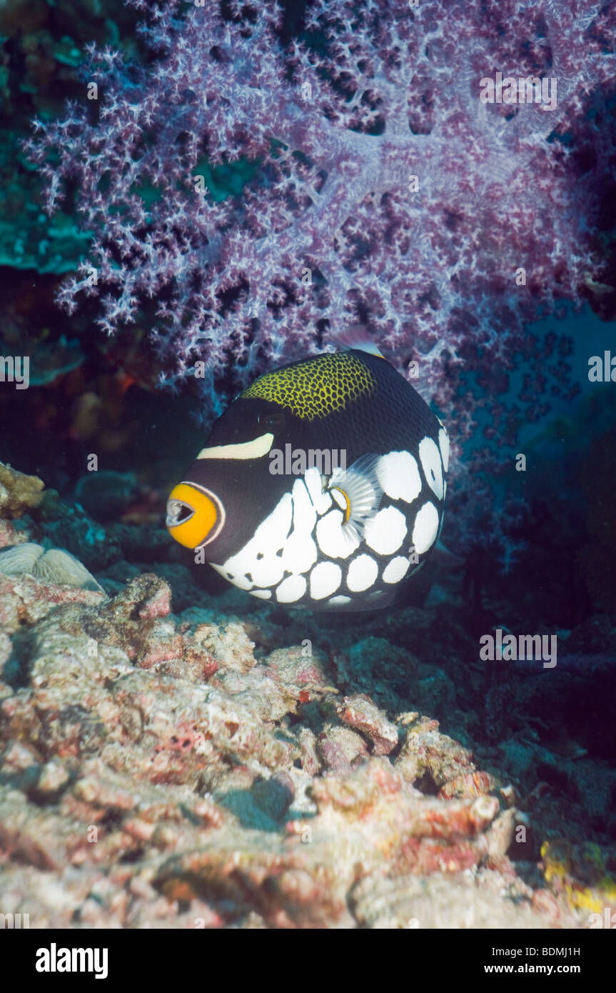 Clown triggerfish (Balistoides conspicillum). North Sulawesi Indonesia ...