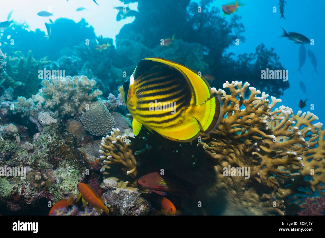 Red Sea raccoon butterflyfish (Chaetodon fasciatus) on coral reef with ...