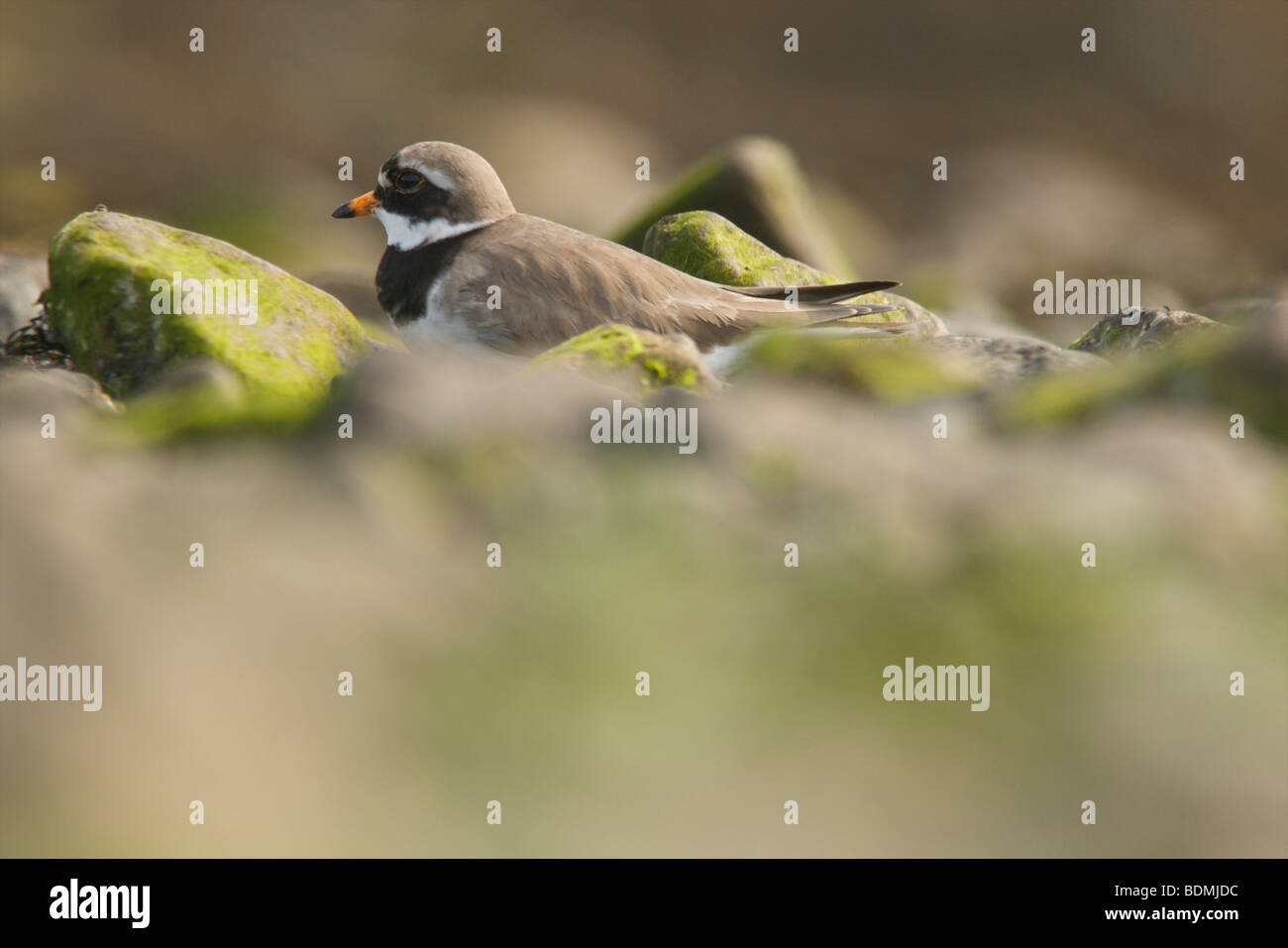 Ringed plover nesting hi-res stock photography and images - Alamy