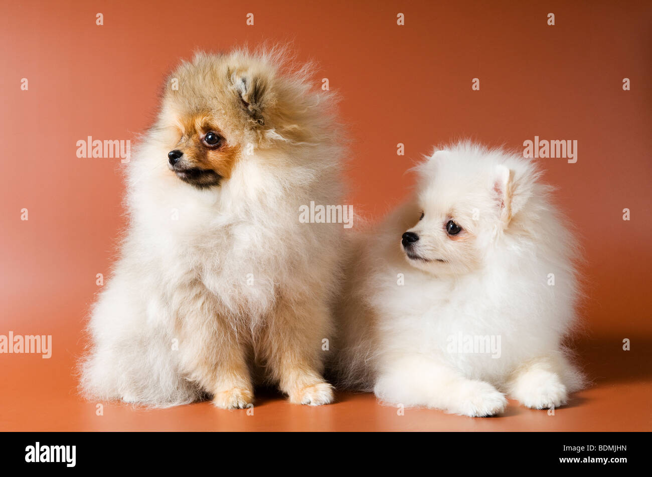 Puppies of the spitz-dog in studio Stock Photo - Alamy