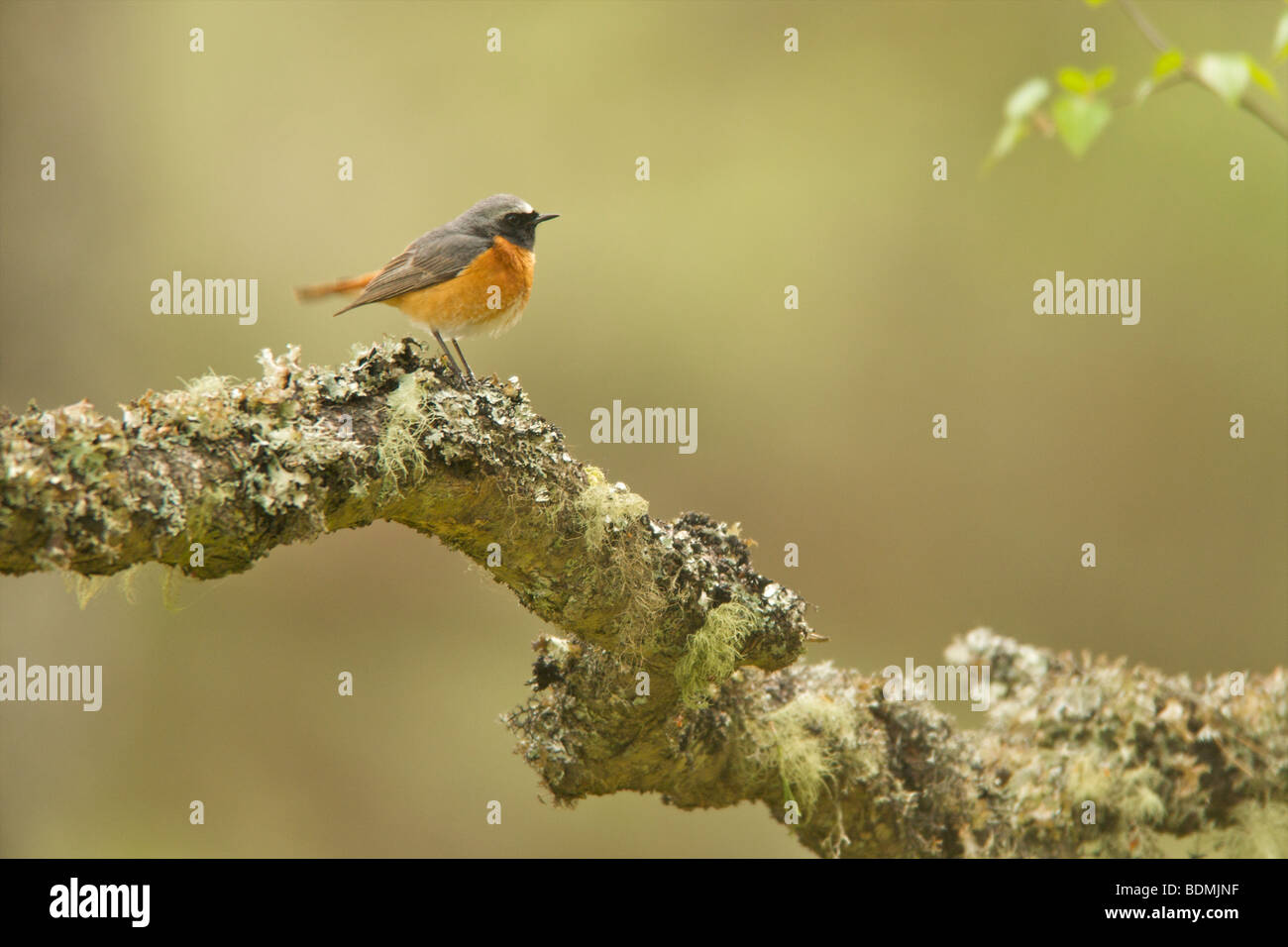 Male redstart hi-res stock photography and images - Alamy