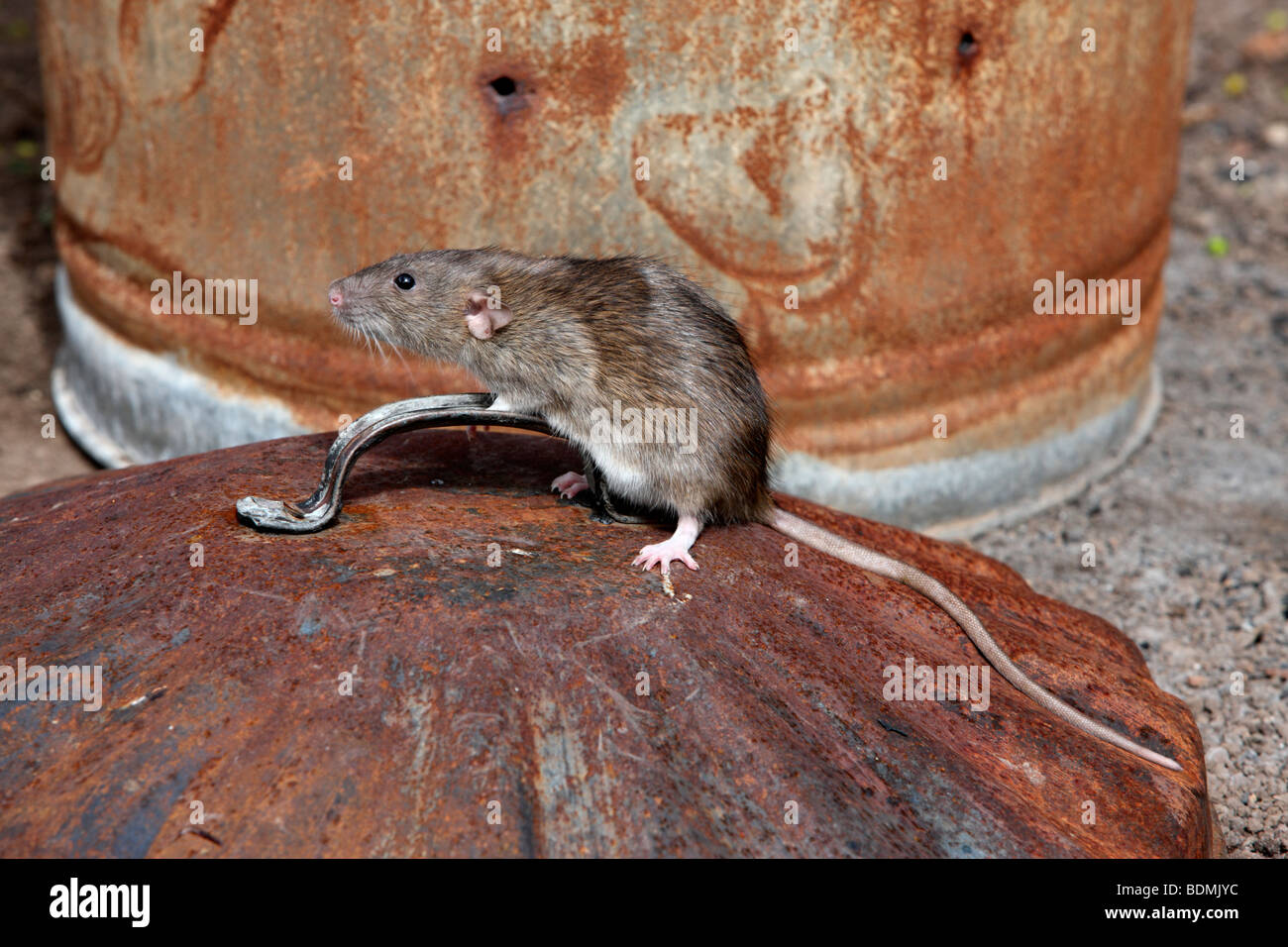 Brown rat, Rattus norvegicus, captive, by dustbin, August 2009 Stock ...