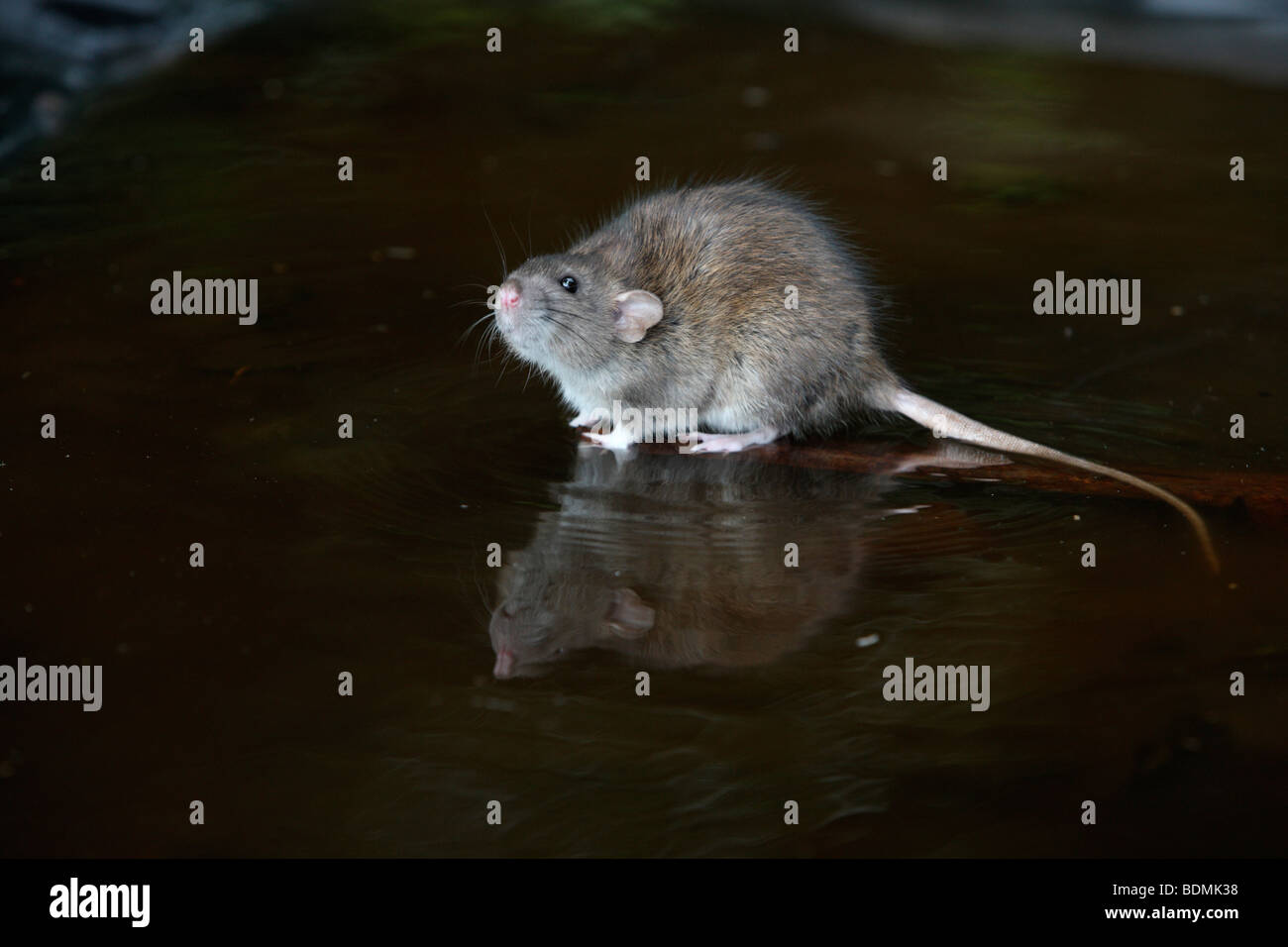 Brown rat, Rattus norvegicus, captive, August 2009 Stock Photo - Alamy