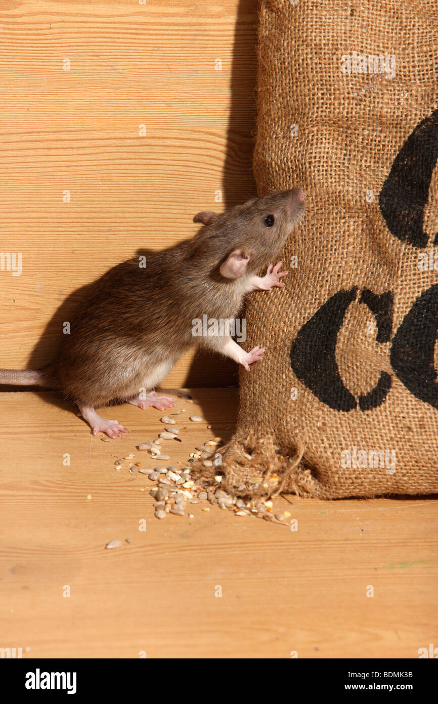 Brown rat, Rattus norvegicus, captive, by grain sack, August 2009 Stock ...