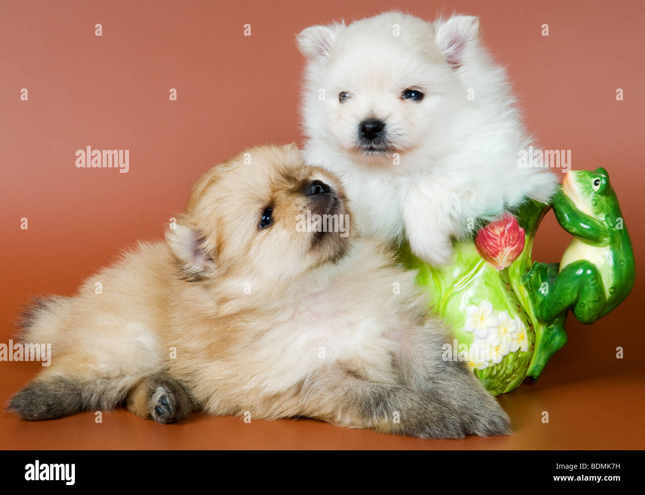 Spitz puppies hi-res stock photography and images - Alamy