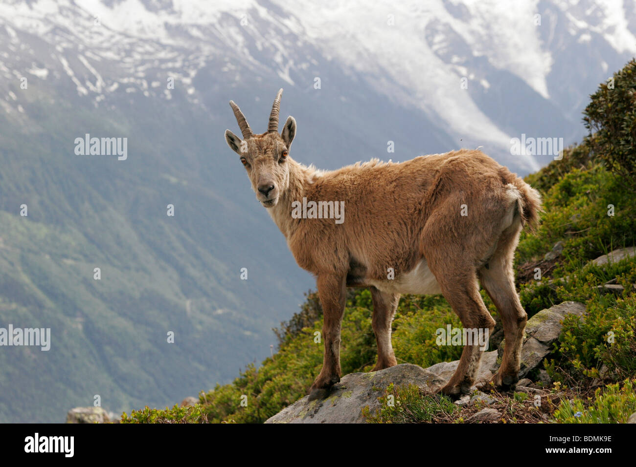 Alpine ibex (Capra ibex) in the Mont Blanc Massif in Chamonix-Mont ...