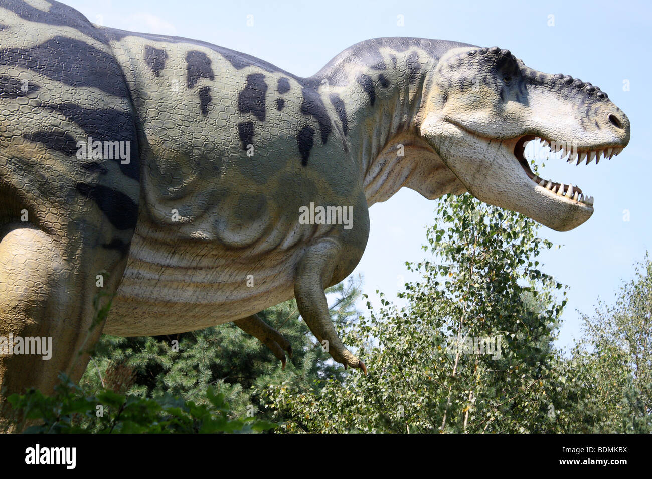 Tyrannosaurus Rex, real size replica, 2009 Stock Photo - Alamy