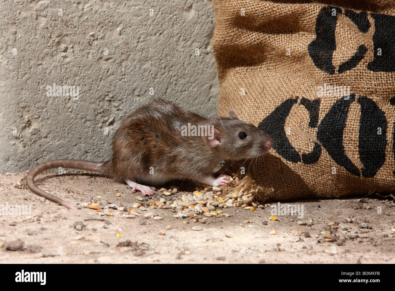 Brown rat, Rattus norvegicus, captive, by grain sack, August 2009 Stock ...