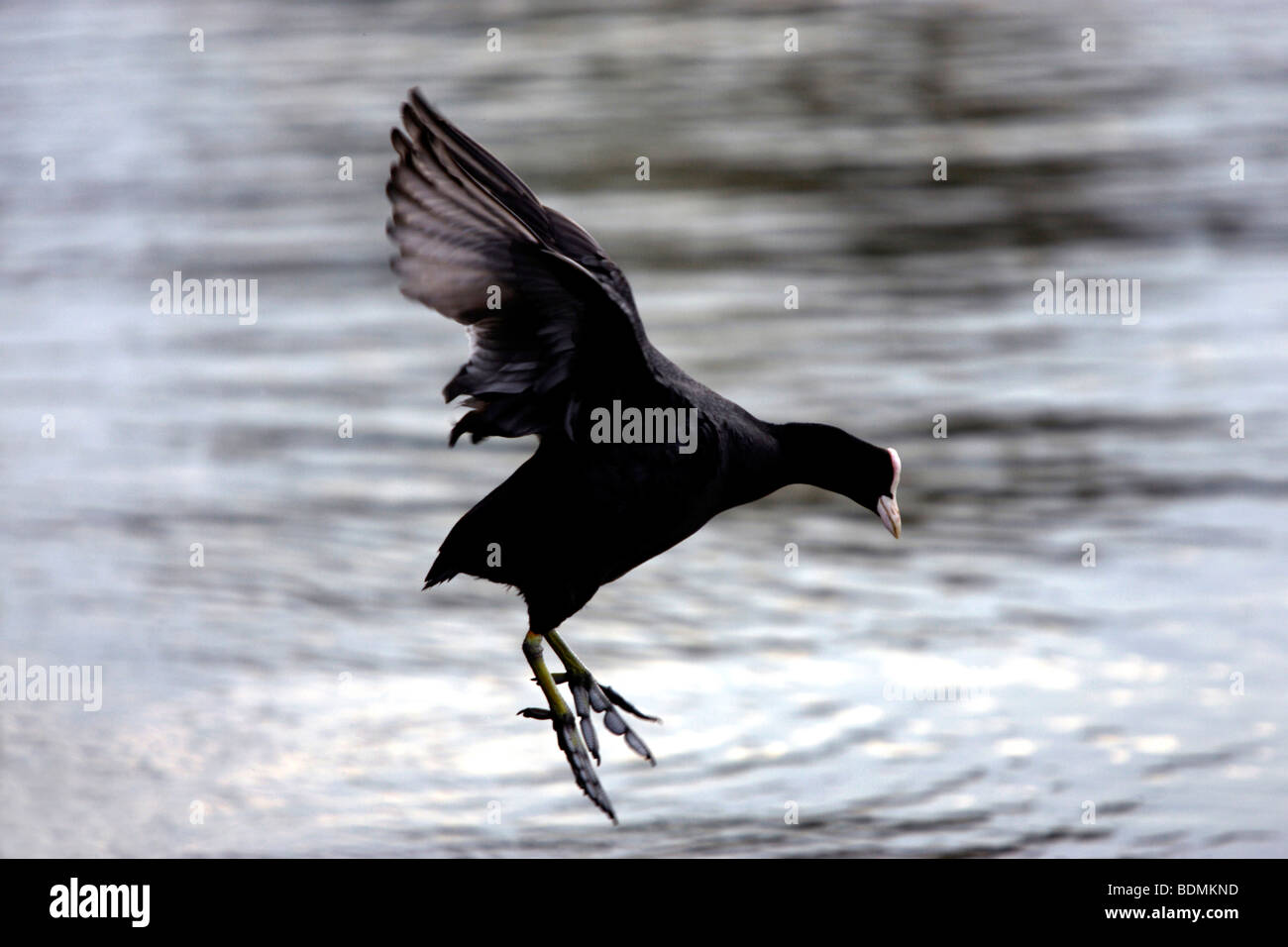 European Coot in Flight and Preparing to Land on Water Stock Photo - Alamy