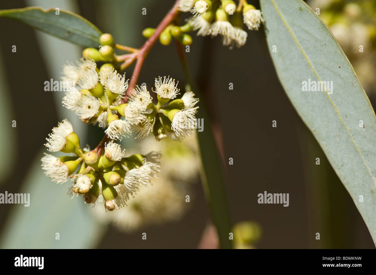 Coolibah hi-res stock photography and images - Alamy