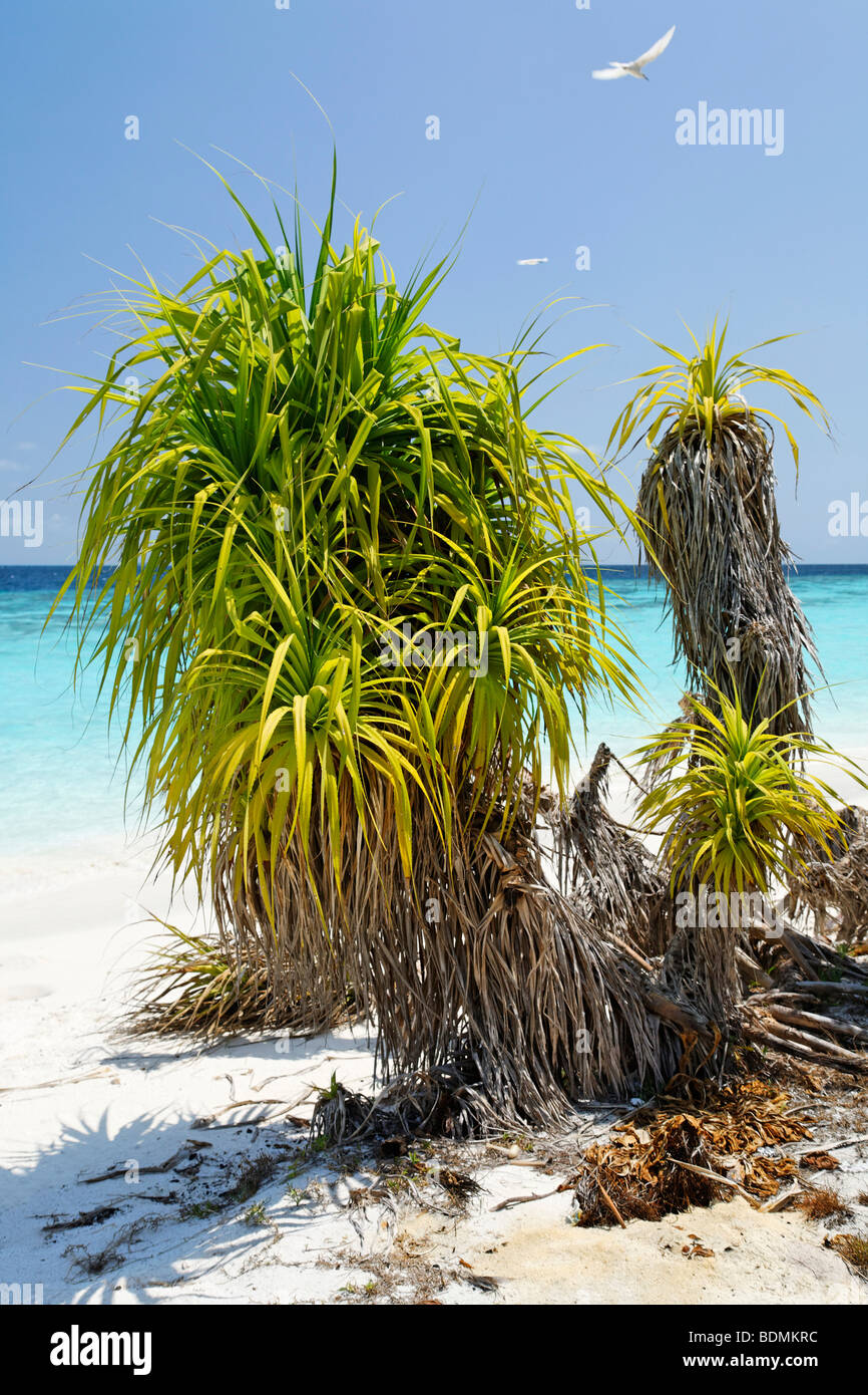 Unpeopled island, Maldives island, vegetation, beach, heron, lagoon ...