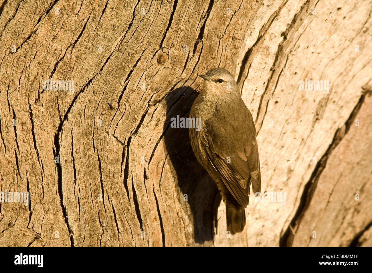 Australian treecreeper hi-res stock photography and images - Alamy