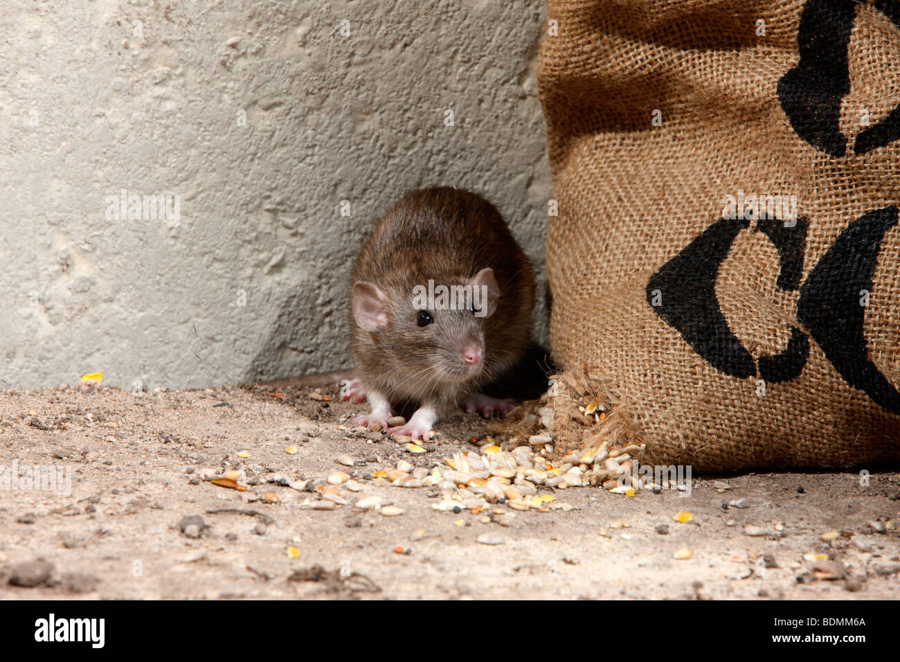Rattus norvegicus grain sack hi-res stock photography and images - Alamy