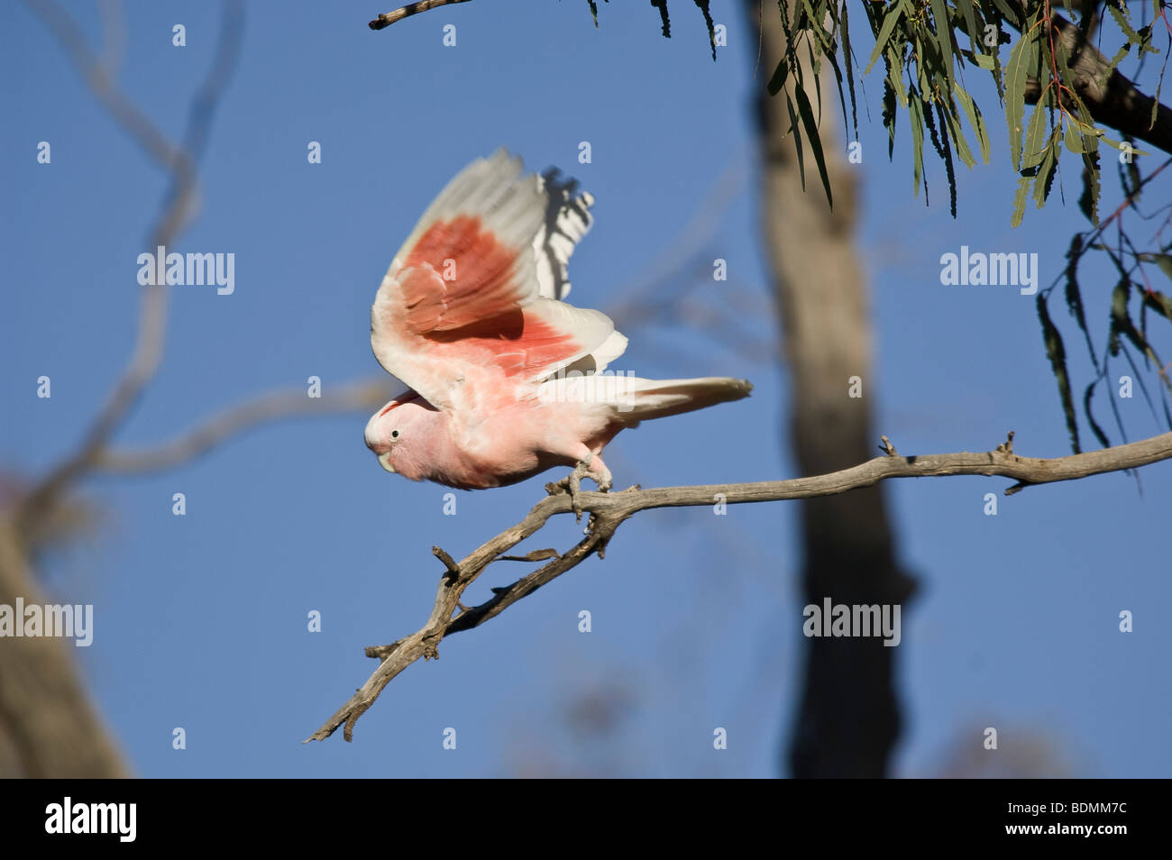 Pink Cockatoo, Cacatua leadbeateri, New South Wales, Australia Stock ...