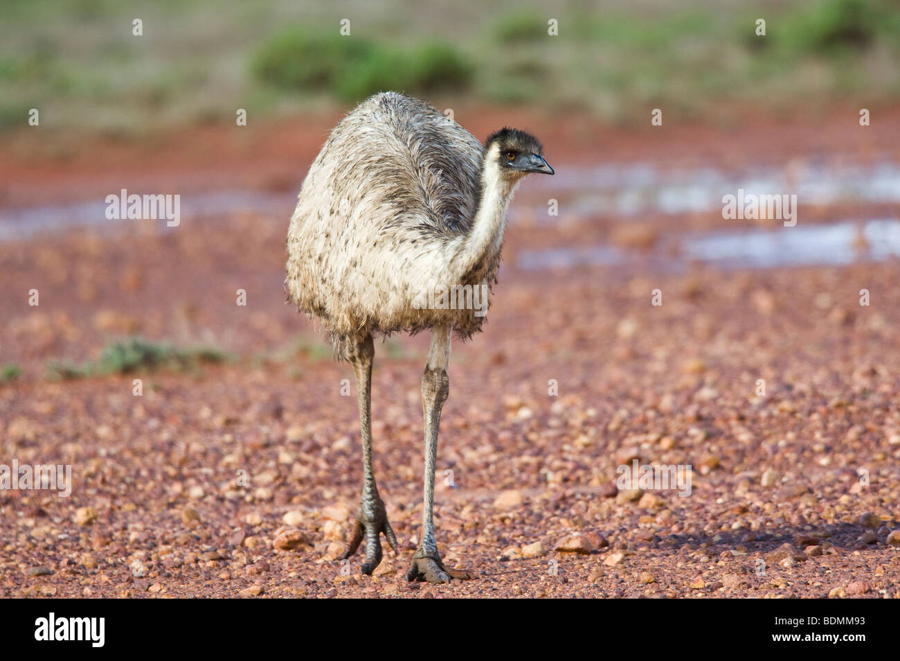Emu australia hi-res stock photography and images - Alamy