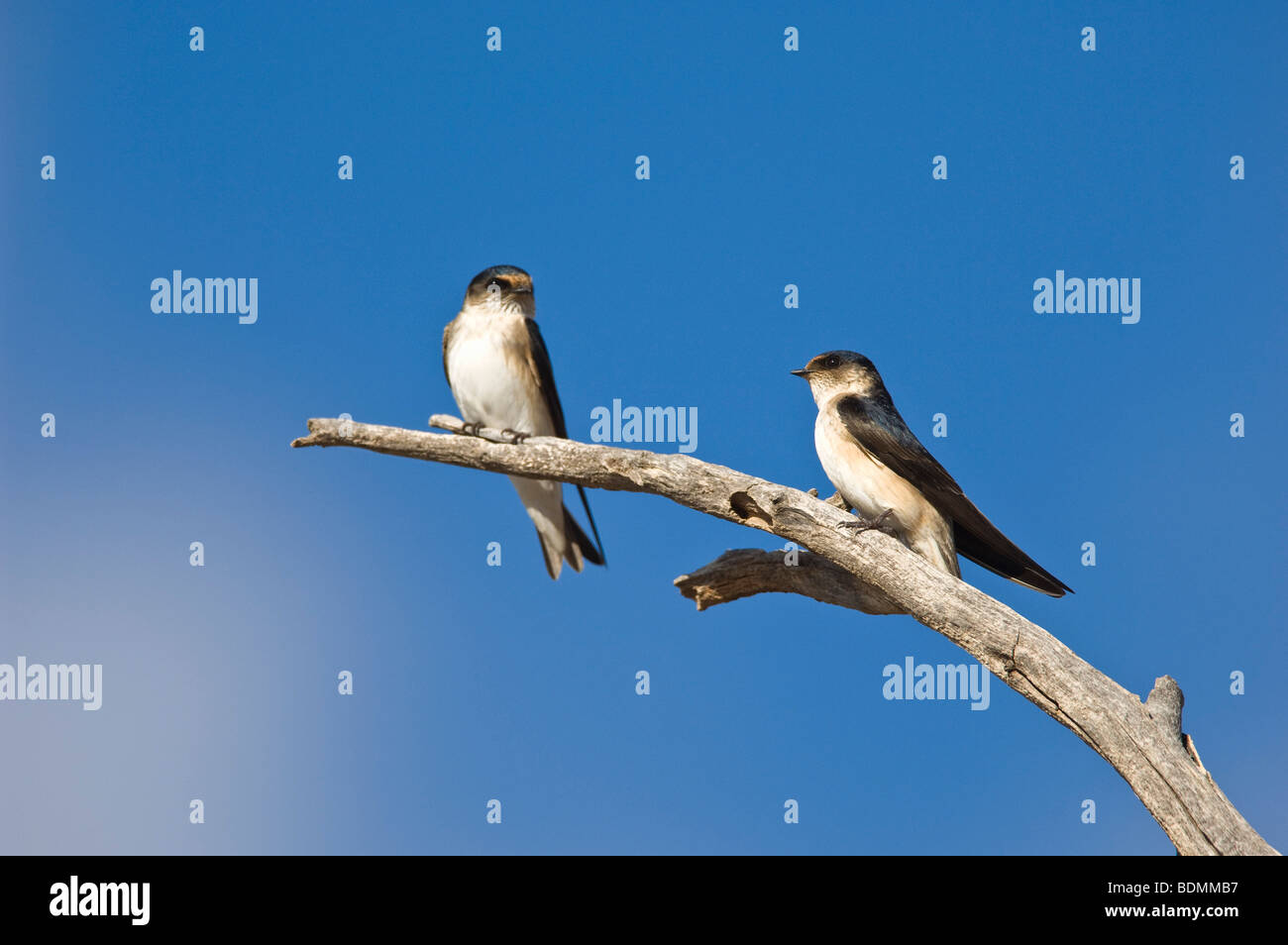 Fairy martin australia hi-res stock photography and images - Alamy