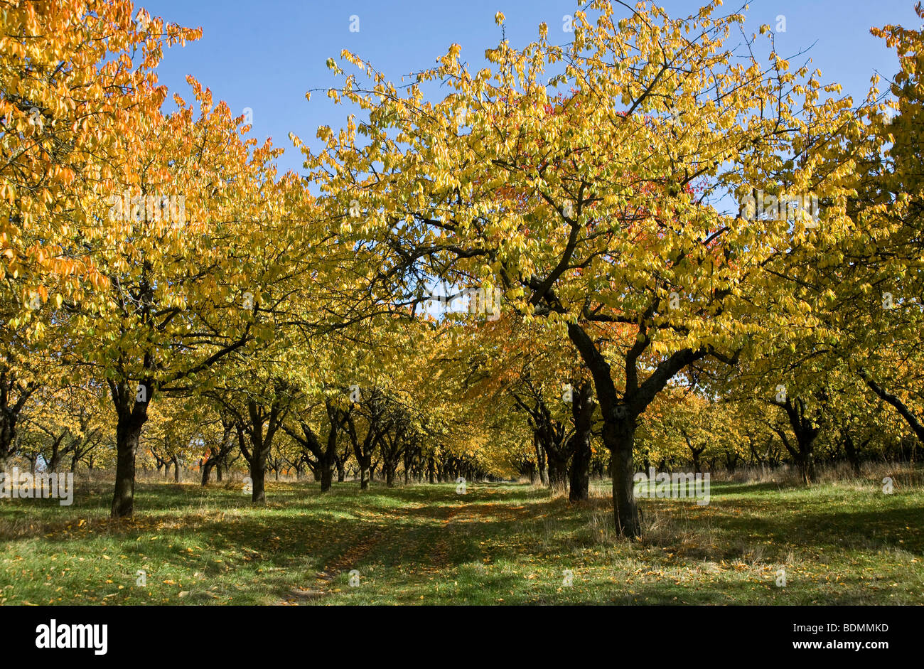 Kirsch trees hi-res stock photography and images - Alamy