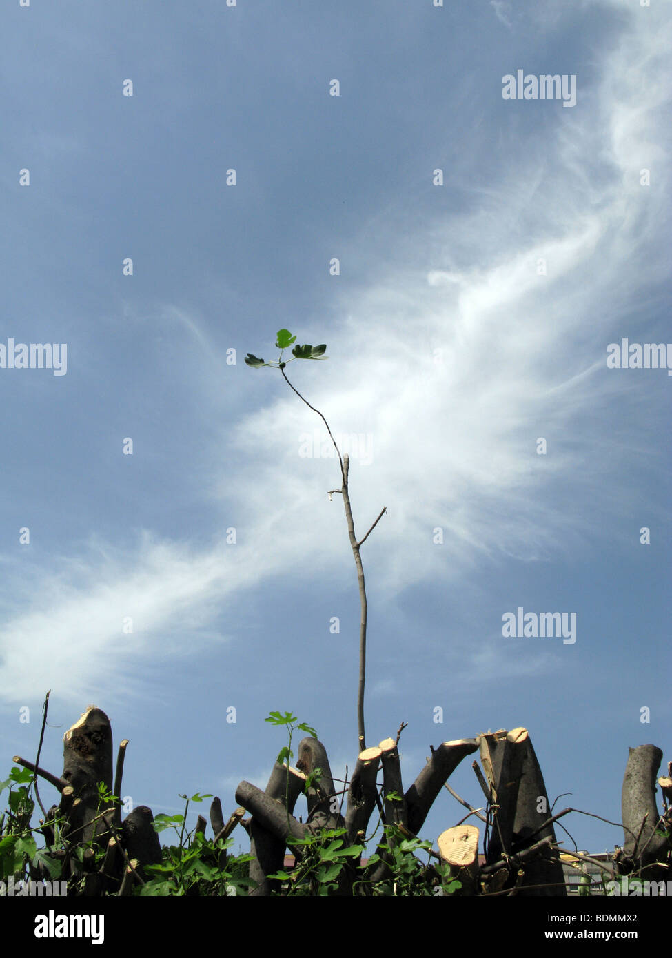 one branch standing out in cut tree Stock Photo - Alamy