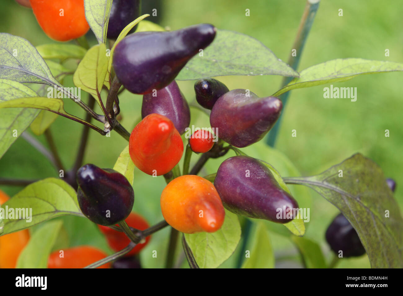 Chilli plants hi-res stock photography and images - Alamy