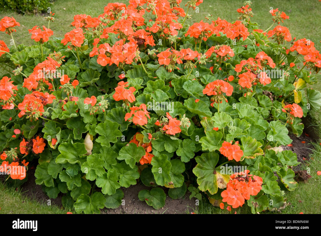 A bed of Geraniums Stock Photo - Alamy