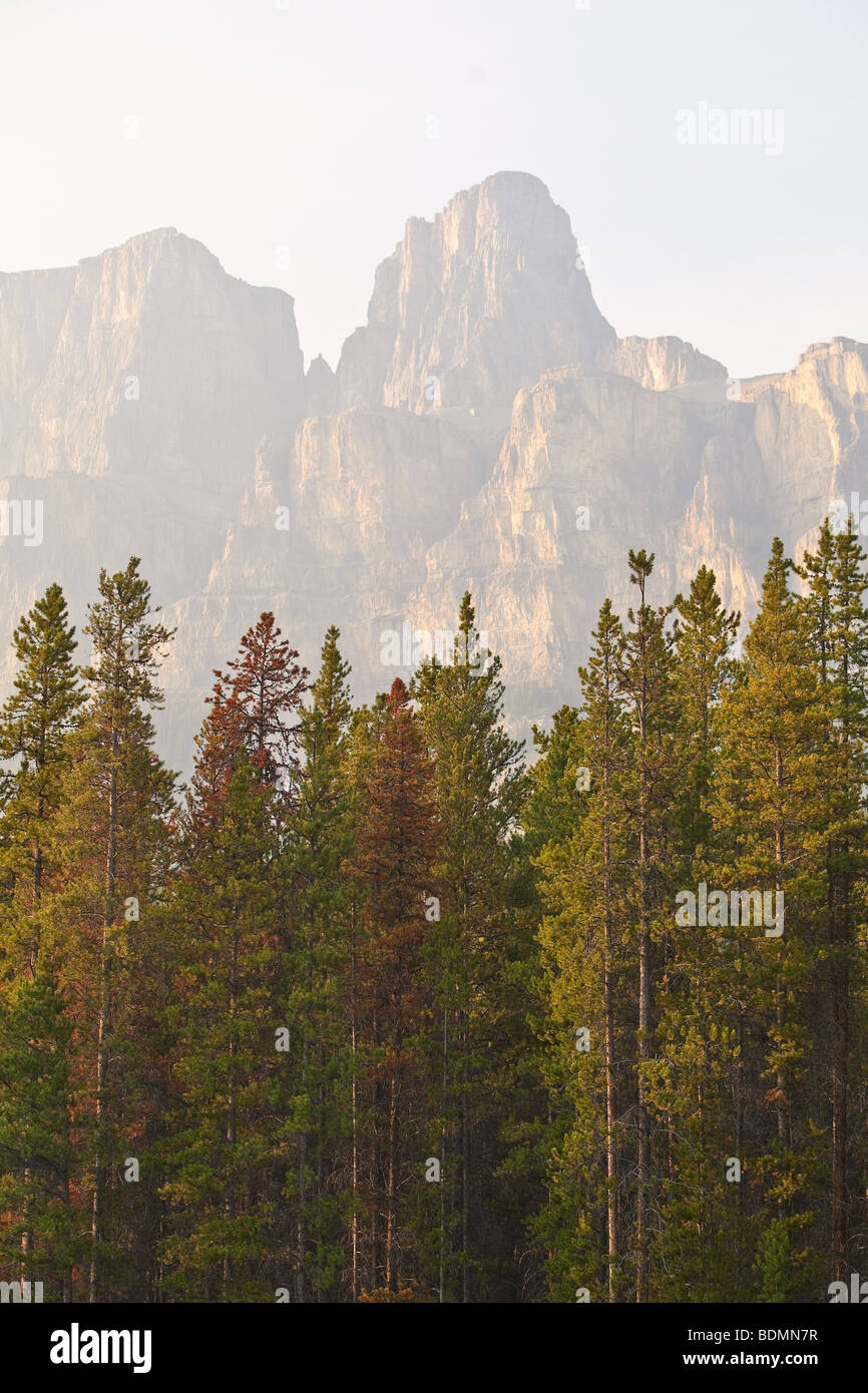 Lodgepole Pine Forest and Castle Mountain in distance. Banff National ...